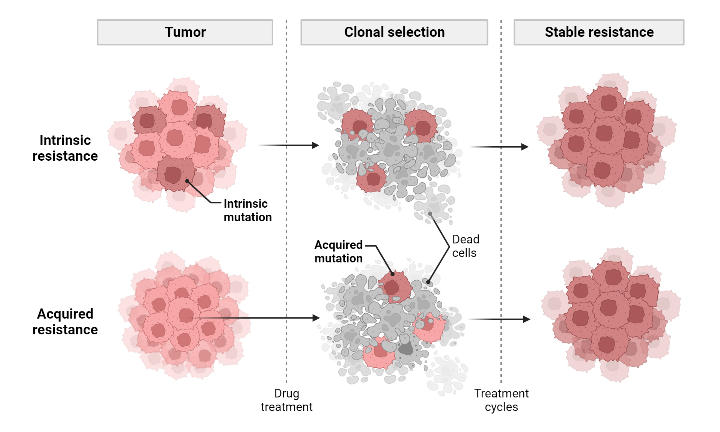 Intrinsic And Acquired Drug Resistance Biorender Science Templates