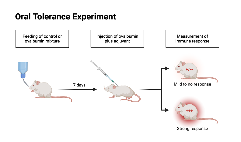 Oral Tolerance Experiment | BioRender Science Templates