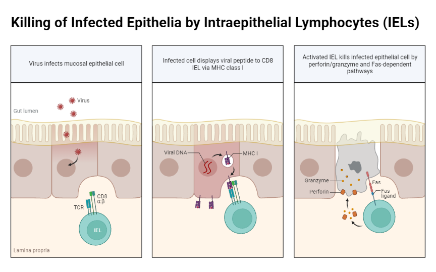 Killing of Infected Epithelia by Intraepithelial Lymphocytes (IEL ...