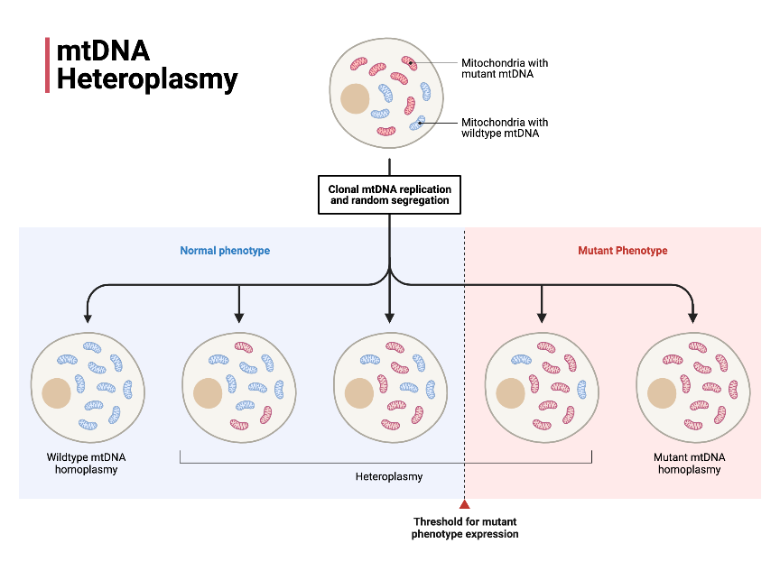 mtDNA Heteroplasmy | BioRender Science Templates