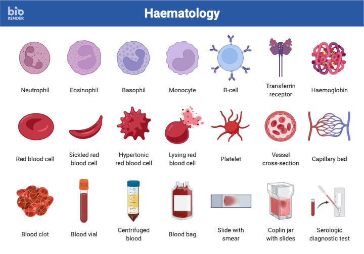 Icon Pack - Haematology | BioRender Science Templates