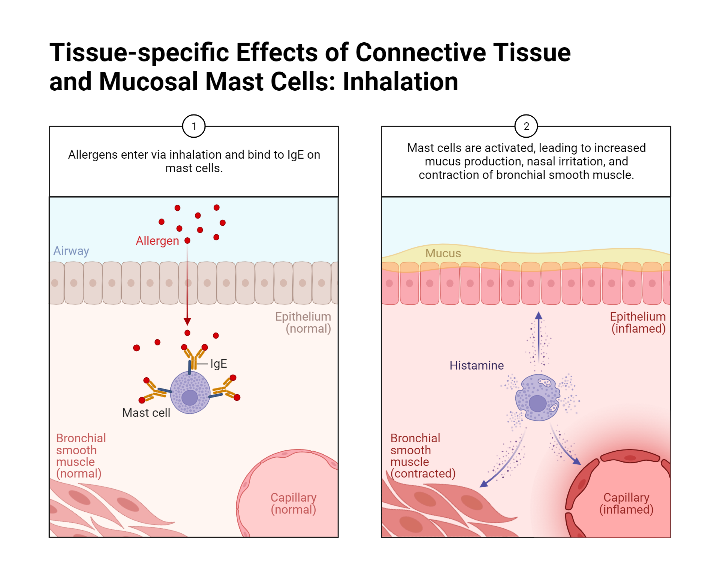 Tissue-specific Effects of Connective Tissue and Mucosal Mast Cells ...