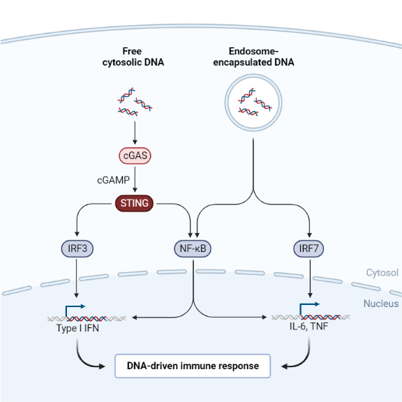 Cgas Sting Dna Detection Biorender Science Templates