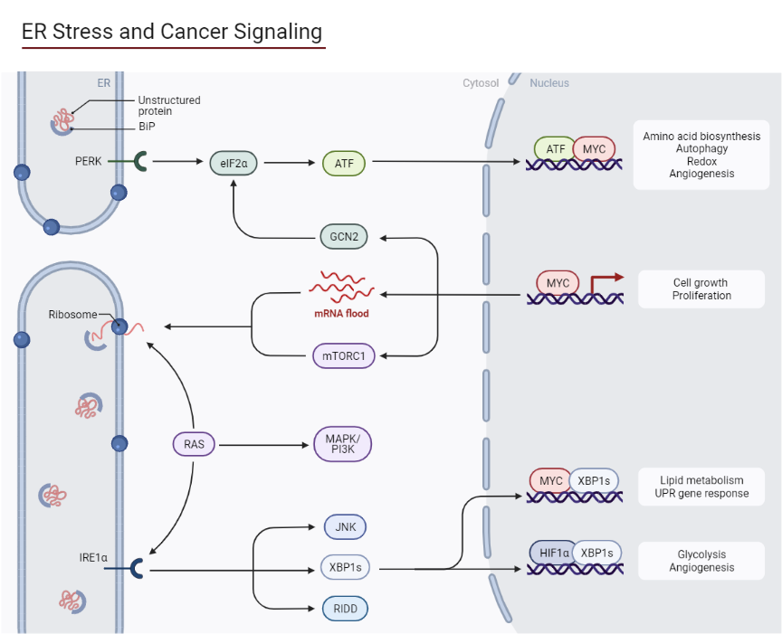 ER Stress and Cancer Signaling | BioRender Science Templates