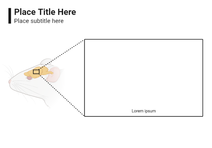 Brain Callout (Mouse) | BioRender Science Templates