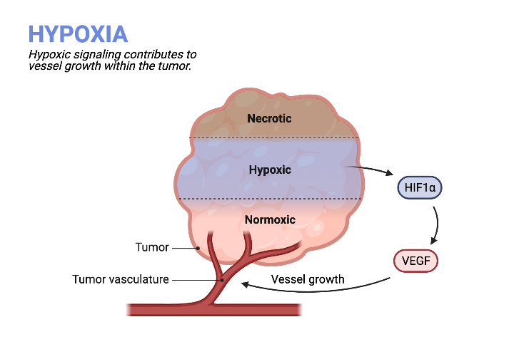 Hypoxic Signaling in Tumors | BioRender Science Templates
