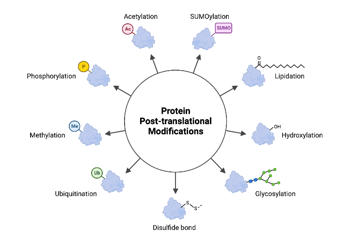Protein Post Translational Modifications Biorender Science Templates