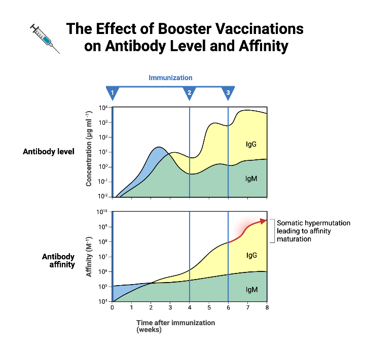 The Effect of Booster Vaccinations on Antibody Level and Affinity ...