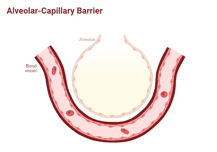 Alveolar-Capillary Barrier (Background) | BioRender Science Templates