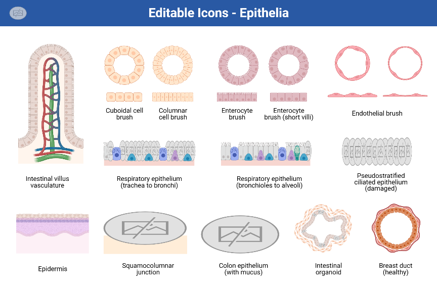 Editable Icons - Epithelia | BioRender Science Templates