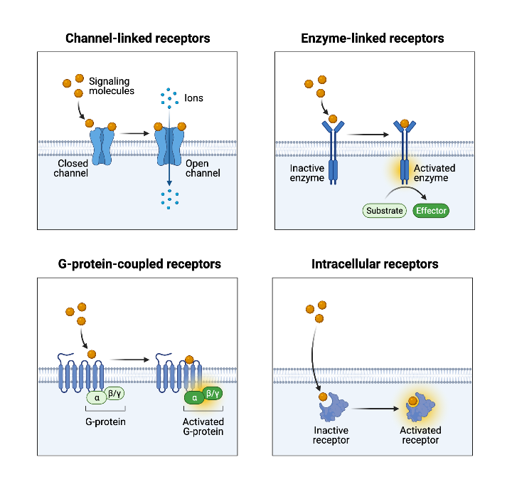 Types of Cellular Receptors | BioRender Science Templates