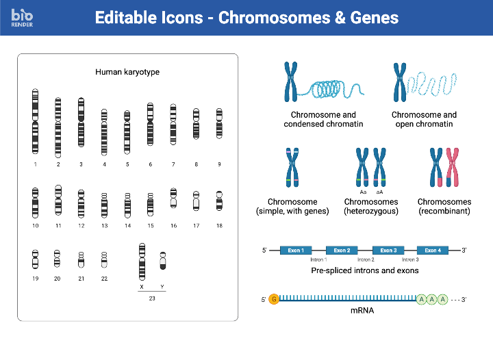 Editable Icons - Chromosomes & Genes | BioRender Science Templates