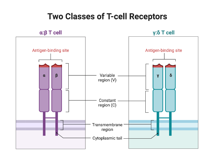 Two Classes of T-cell Receptors | BioRender Science Templates