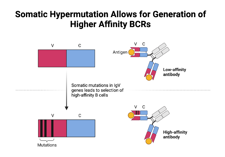 Somatic Hypermutation Allows for Generation of Higher Affinity BCRs ...