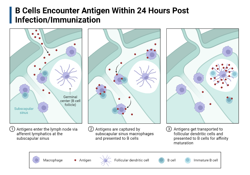 B Cells Encounter Antigen Within 24 Hours Post Infection/Immunization ...