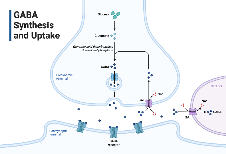 GABA Synthesis and Uptake | BioRender Science Templates