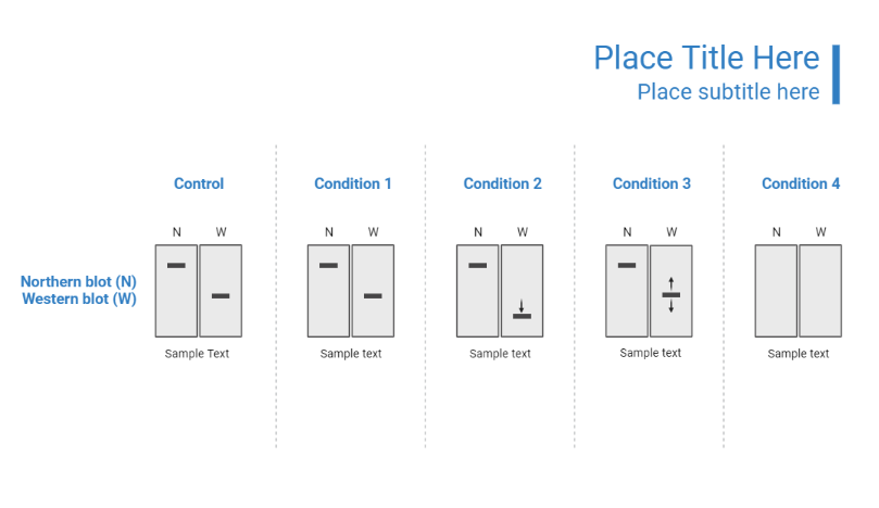 Northern and Western Blot Comparison Chart (Layout 5x1) | BioRender ...
