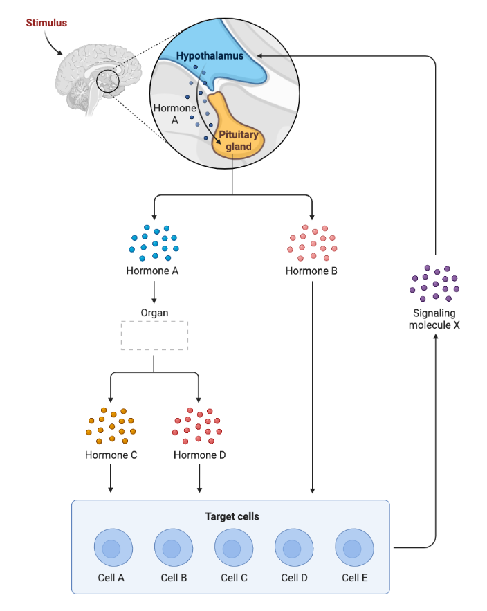 Hypothalamic-Pituitary-Organ Axis with Cellular Effect (Layout ...