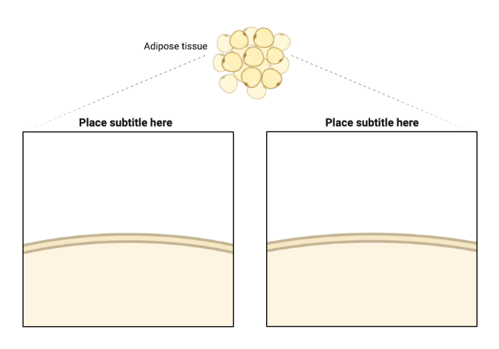 Adipose Tissue with 2-box Callout (Layout) | BioRender Science Templates