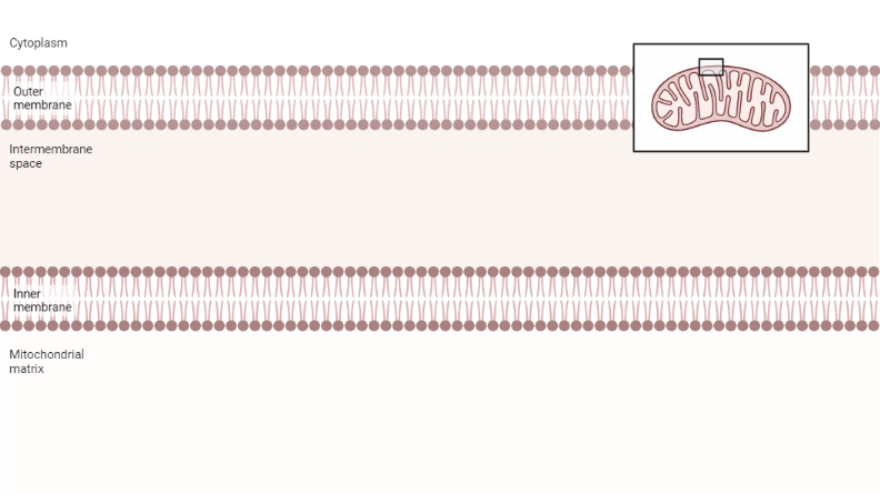 Mitochondria Membrane (Layout) | BioRender Science Templates