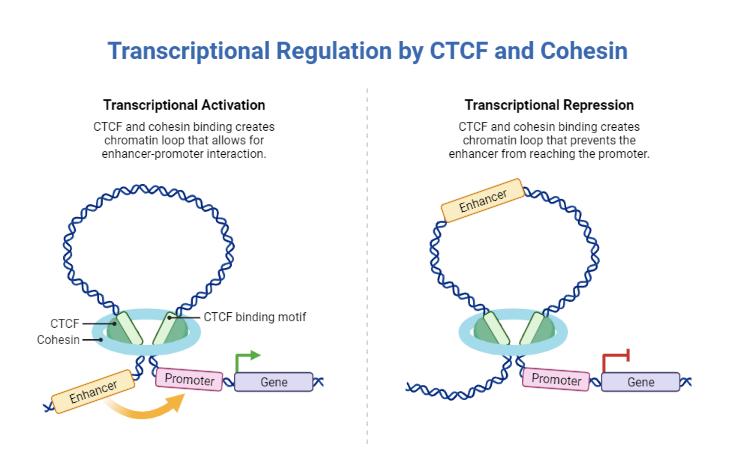 Transcriptional Regulation by CTCF and Cohesin | BioRender Science ...