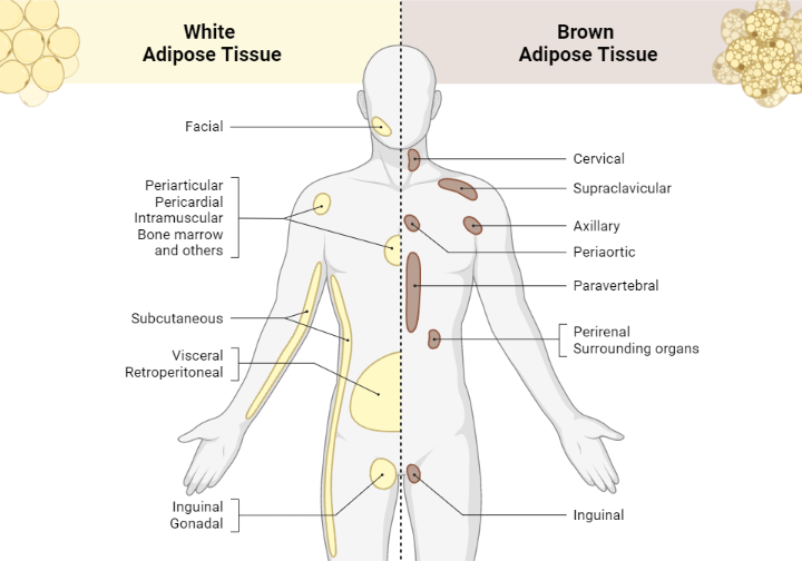 Adipose Tissue Depots | BioRender Science Templates