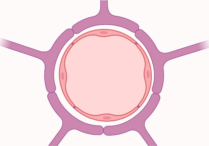 Blood Brain Barrier (Transverse) | BioRender Science Templates