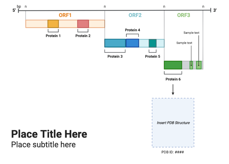 Open Reading Frame Genomic Organization (Layout) | BioRender Science ...