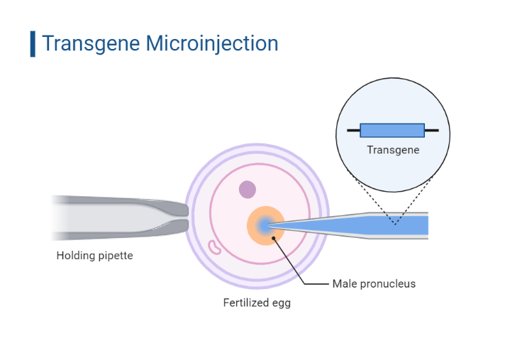 Transgene Microinjection Biorender Science Templates