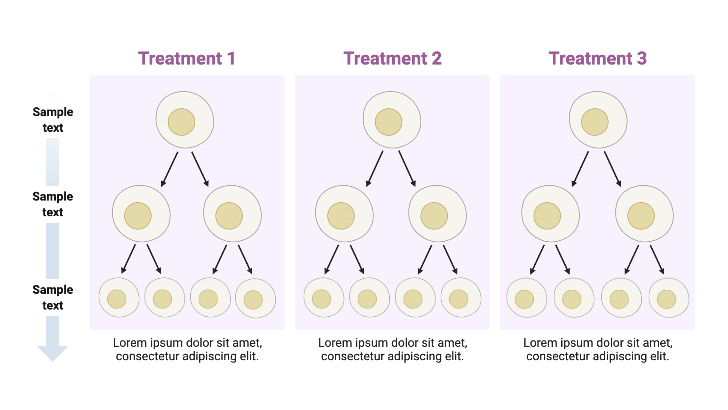 Cell Division Table (Layout) | BioRender Science Templates