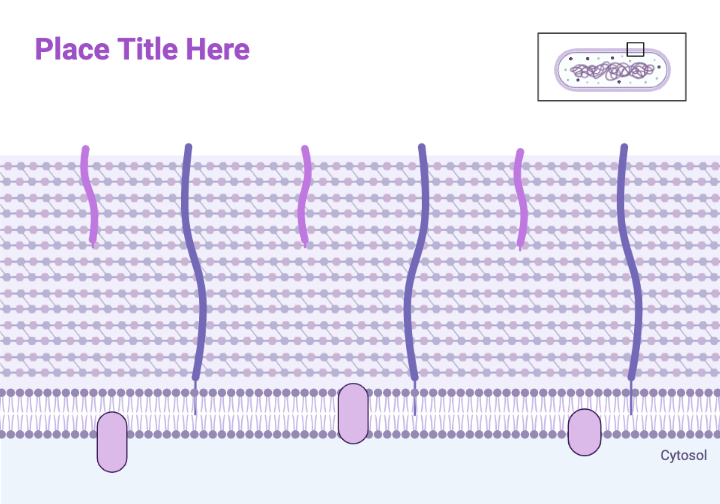 Gram-Positive Bacteria Cell Wall (Background) | BioRender Science Templates