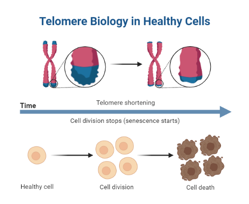 Telomere Biology in Healthy Cells | BioRender Science Templates