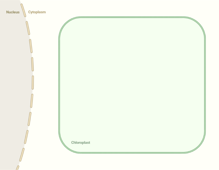 Intracellular Background - Nucleus and Chloroplast (Layout) | BioRender ...