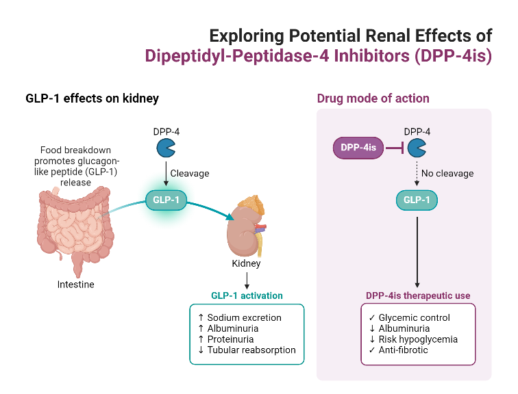 Exploring Potential Renal Effects of Dipeptidyl-Peptidase-4 Inhibitors ...
