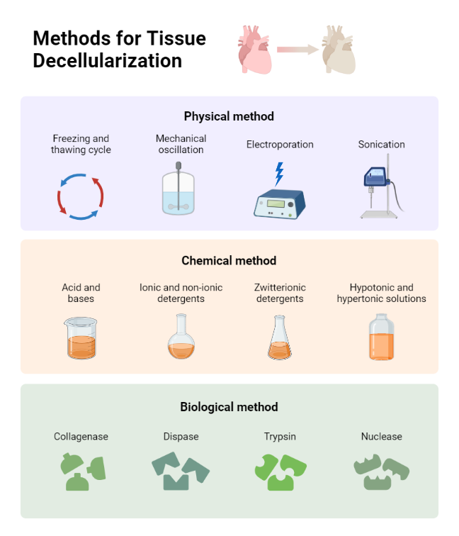Methods For Tissue Decellularization Biorender Science Templates