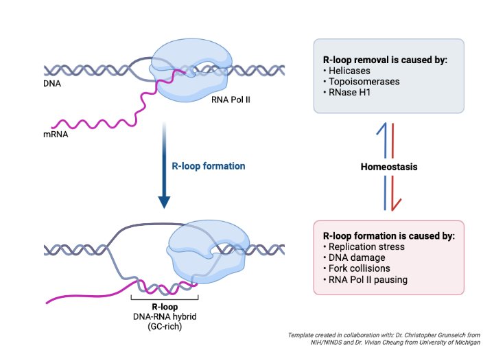 R-loops Form in GC-rich Regions | BioRender Science Templates