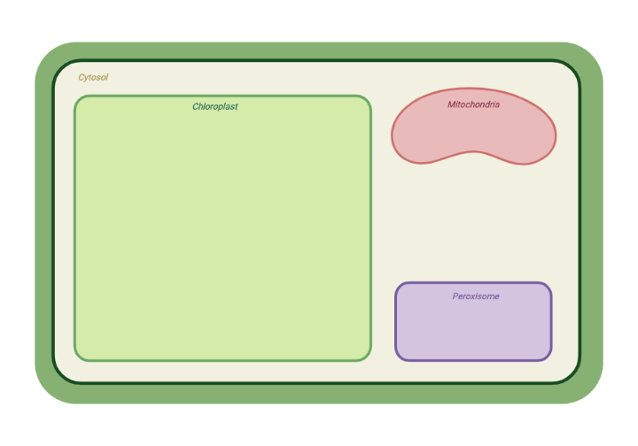 Plant Cell with Organelles (Layout) | BioRender Science Templates