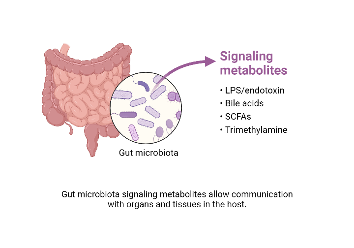 Gut Microbiota Signaling Metabolites | BioRender Science Templates
