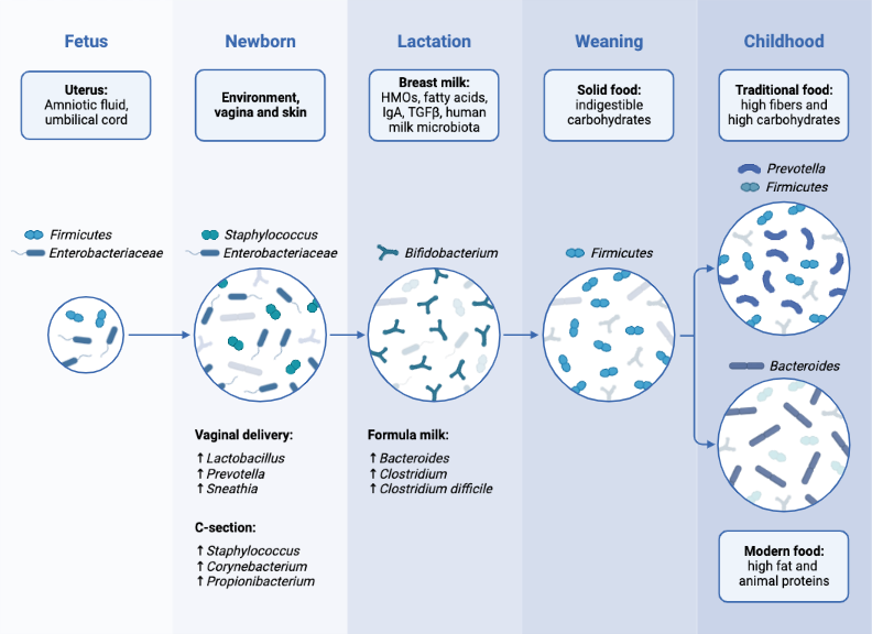 Development of Gut Microbiota in Infancy | BioRender Science Templates