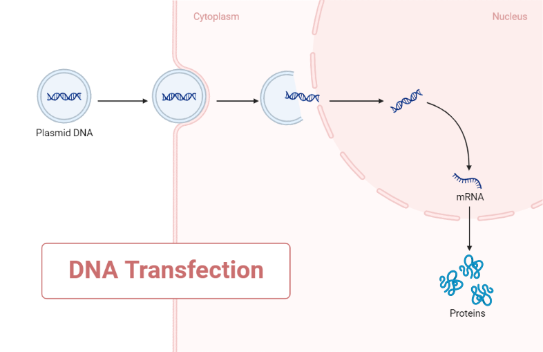 DNA Transfection | BioRender Science Templates
