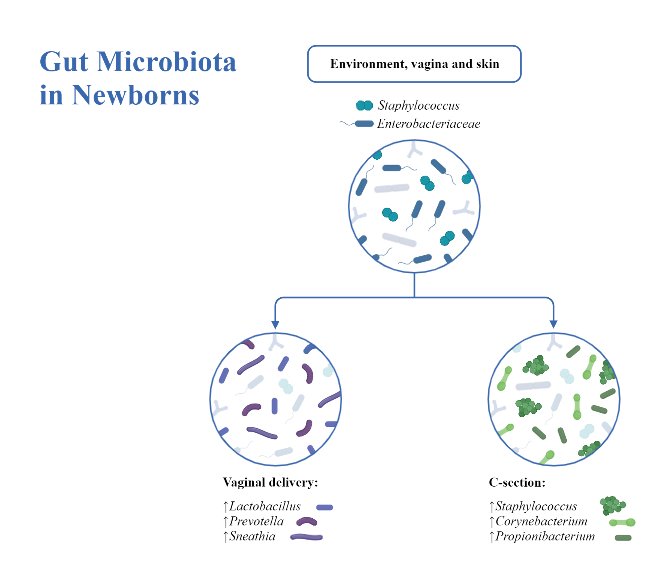 Gut Microbiota in Newborns | BioRender Science Templates