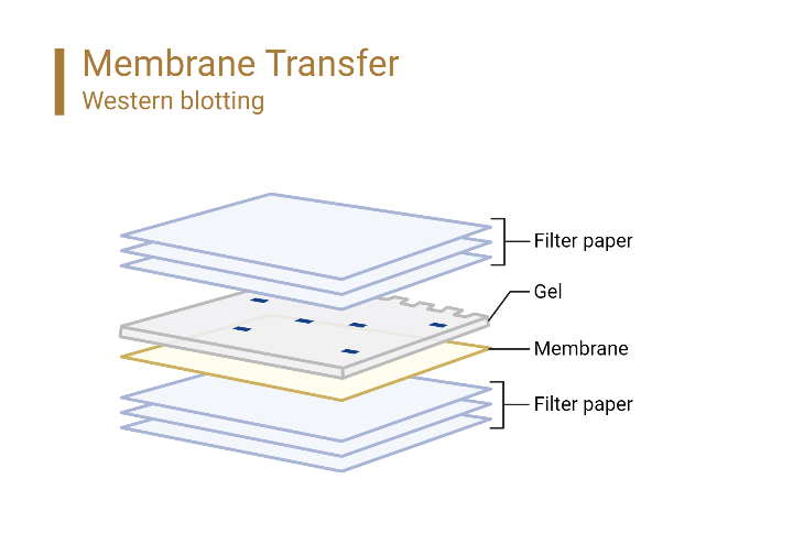 Membrane Transfer Schematics | BioRender Science Templates