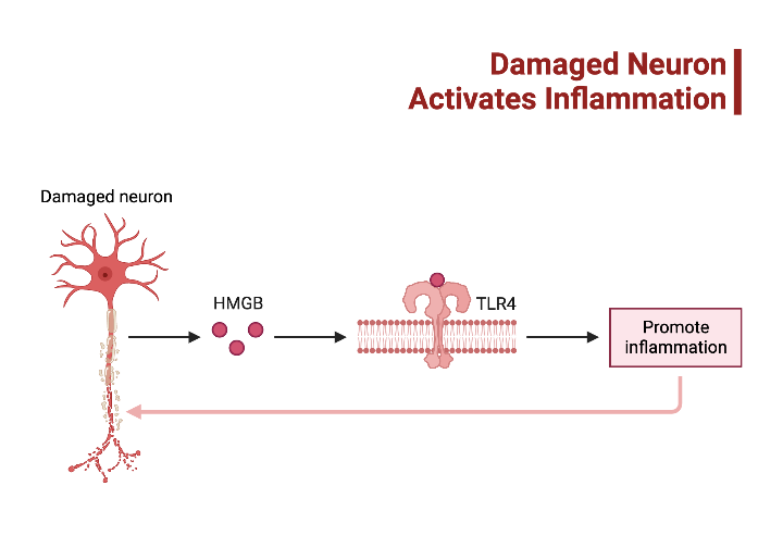 Damaged Neuron Activates Inflammation | BioRender Science Templates