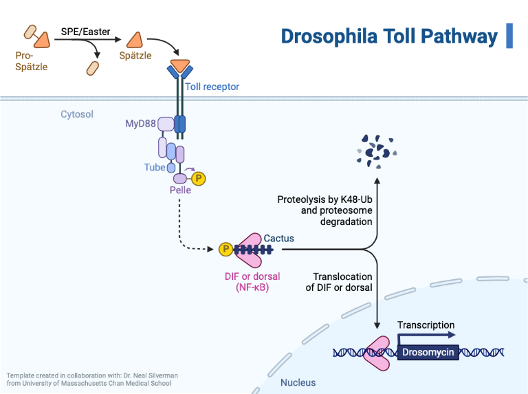 Drosophila Toll Pathway | BioRender Science Templates