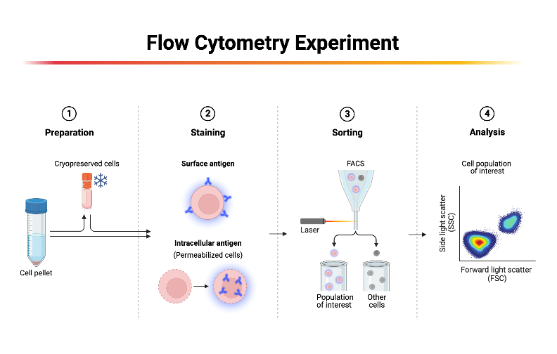 Flow Cytometry Experiment BioRender Science Templates Flow Cytometry Experiment BioRender Science Templates