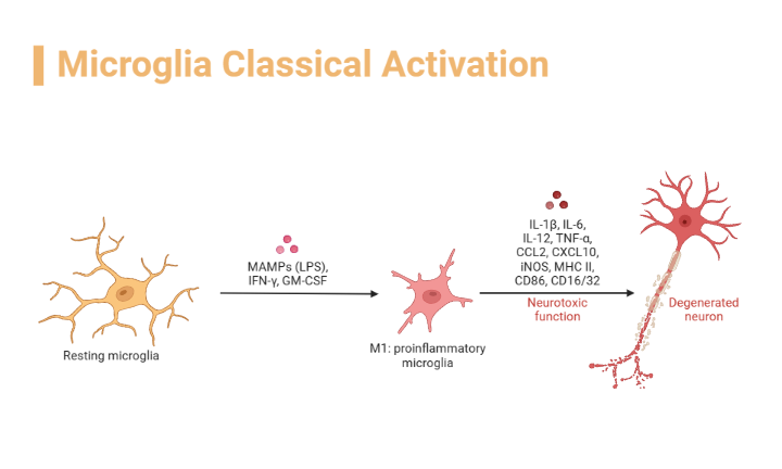 Microglia Diagram