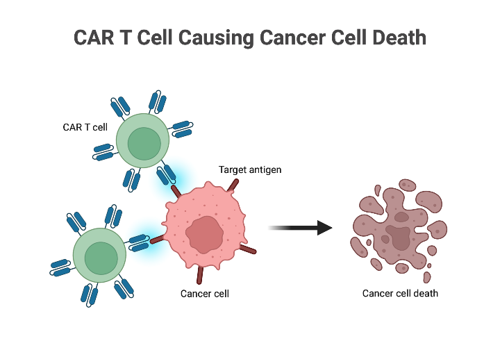 CAR T Cell Causing Cancer Cell Death | BioRender Science Templates