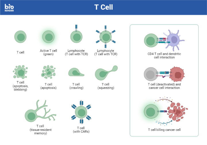 Icon Pack - T Cell | BioRender Science Templates