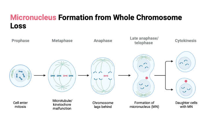 Micronucleus Formation from Whole Chromosome Loss | BioRender Science ...