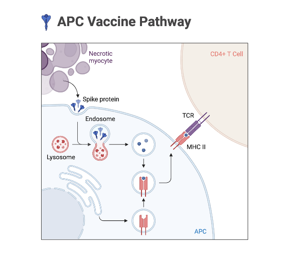 APC Vaccine Pathway | BioRender Science Templates